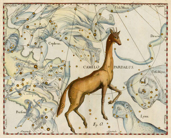 Camelopardalis Constellation Myths and Facts | Under the Night Sky