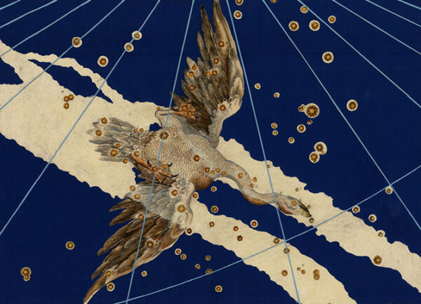 Cygnus Constellation Myths and Facts | Under the Night Sky