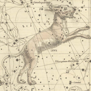 Lynx Constellation Myths and Facts | Under the Night Sky