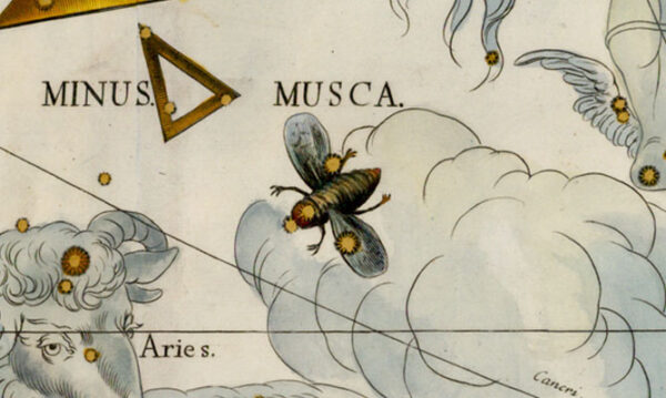 Musca Constellation Myths and Facts | Under the Night Sky