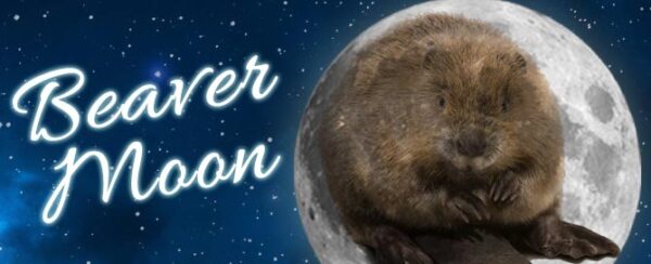 Full Beaver Moon 2014 | Under the Night Sky